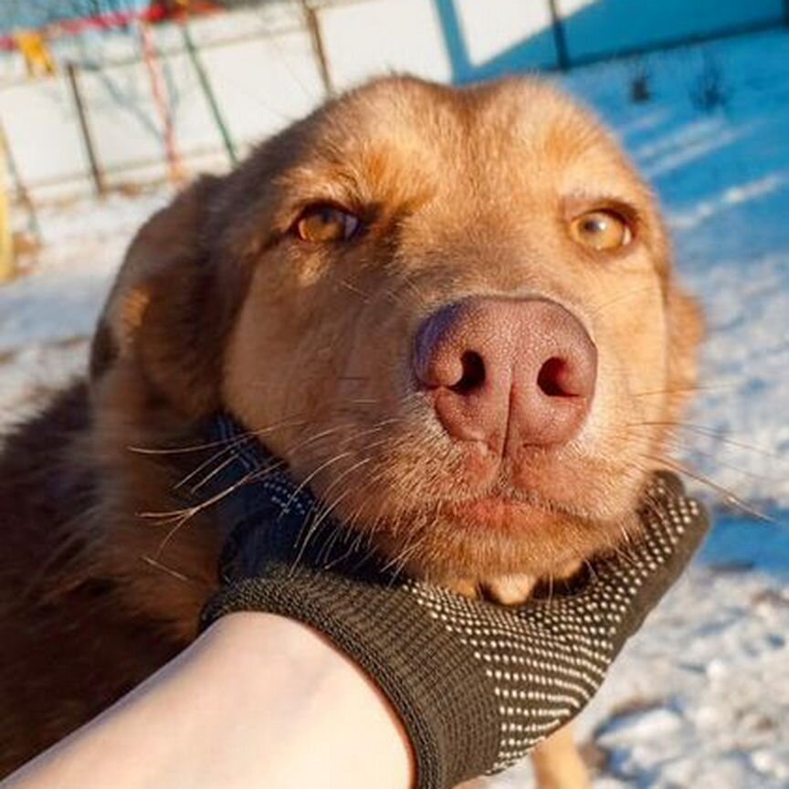 Собачка Тоффик