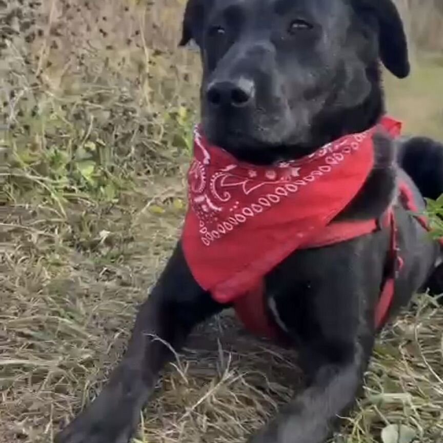 Лабрадор в добрые руки