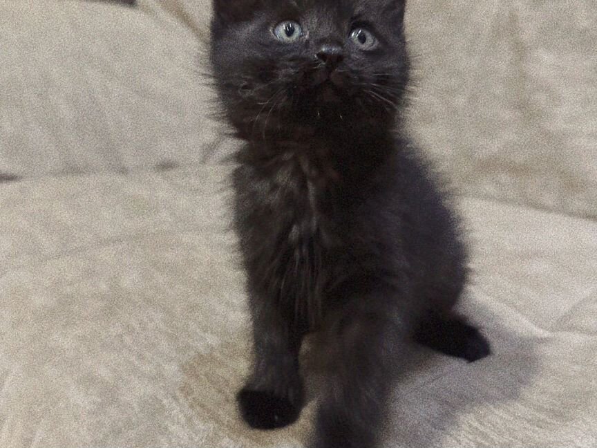 Котик(мальчик) в заботливые руки