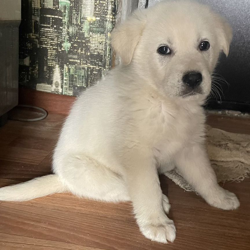 Западносибирская лайка, щенок