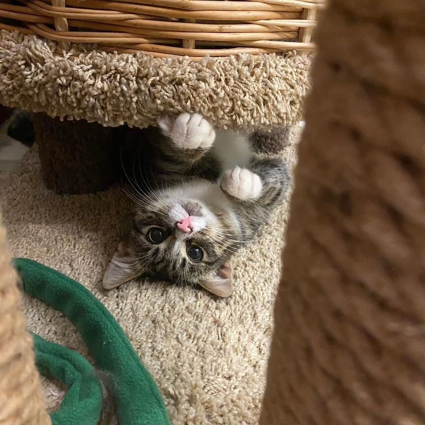 Котенок шпротик в добрые руки