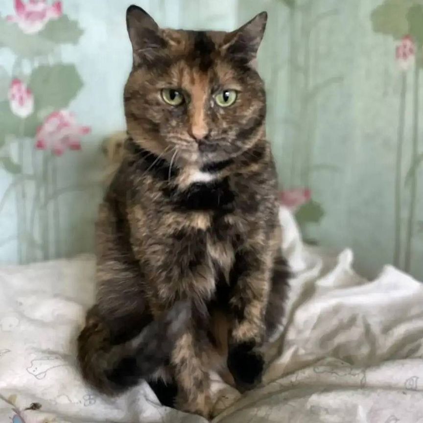 Взрослая, кошка в добрые руки