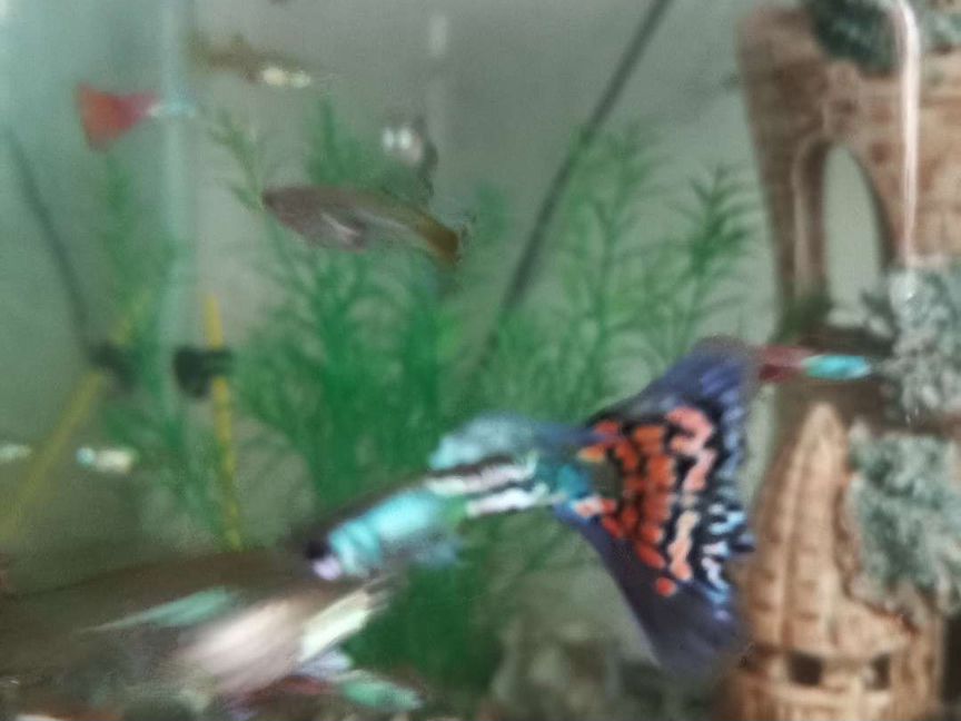 Гуппи породистые