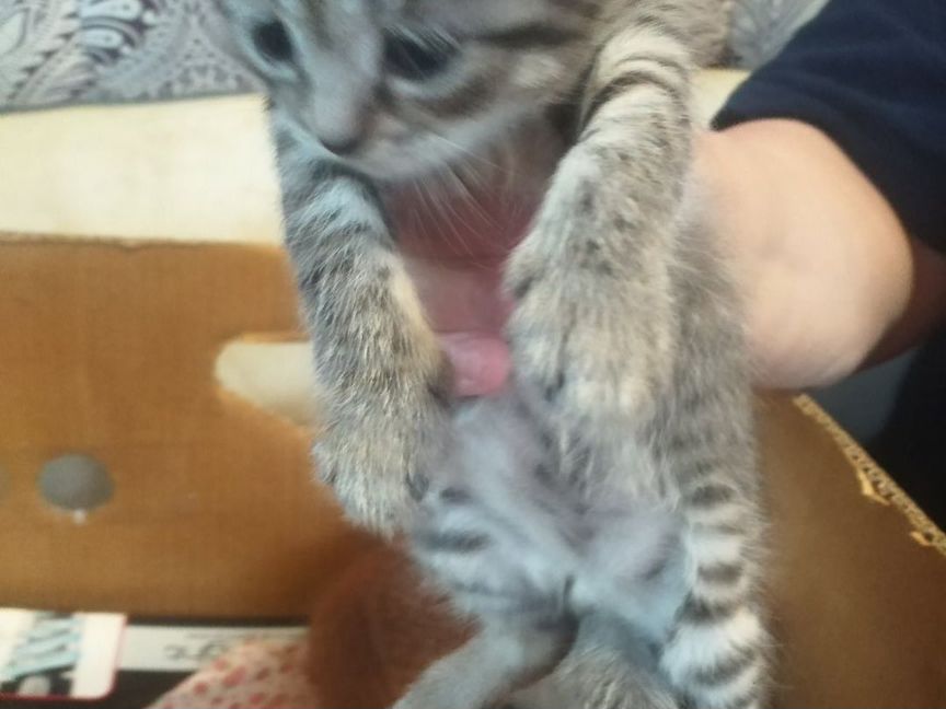 Отдам в добрые руки