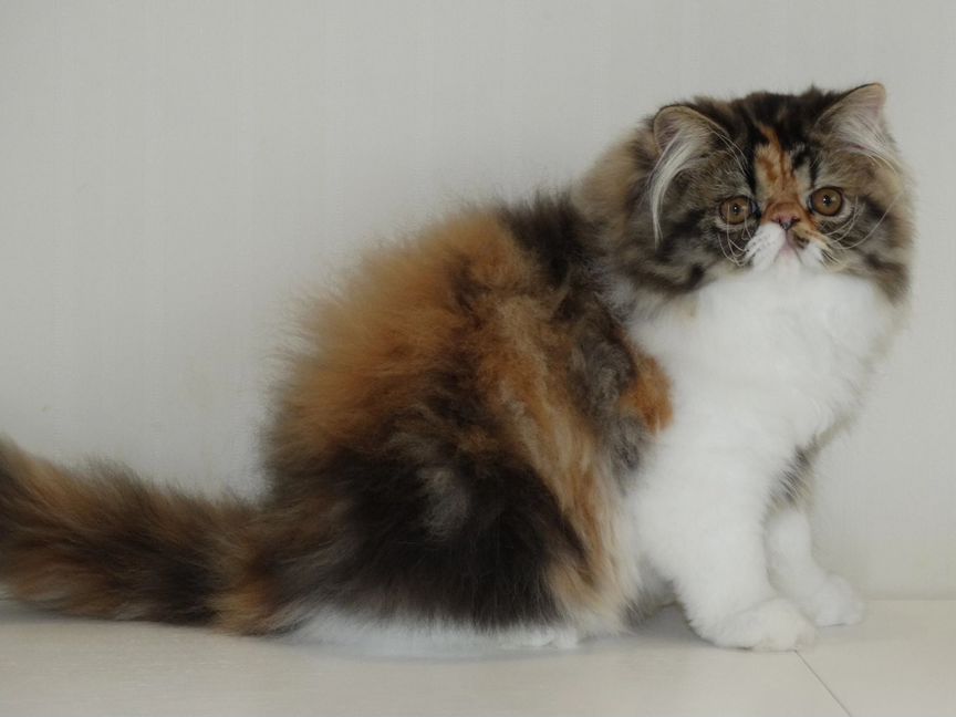 Персидский котенок