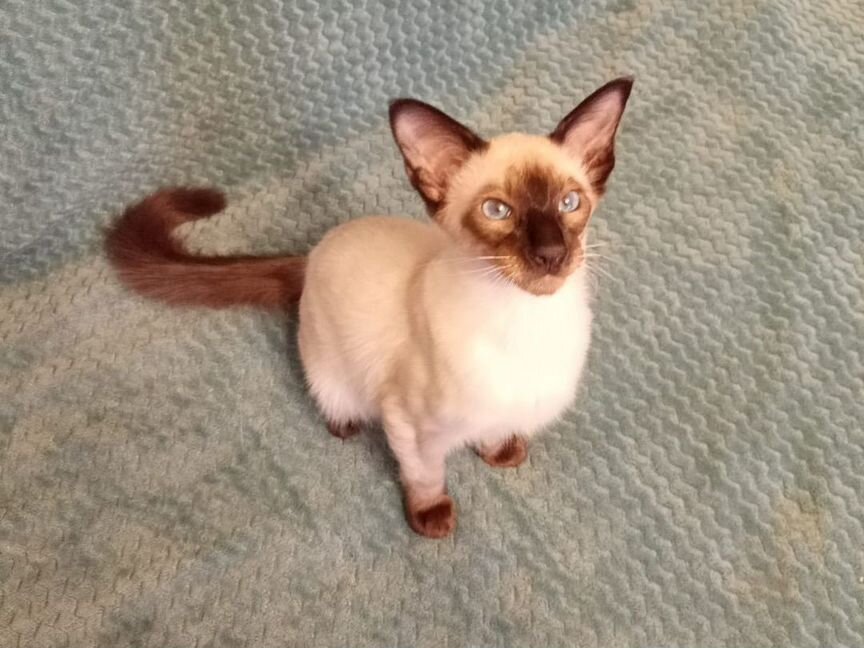 Котенок сиамский/балинез