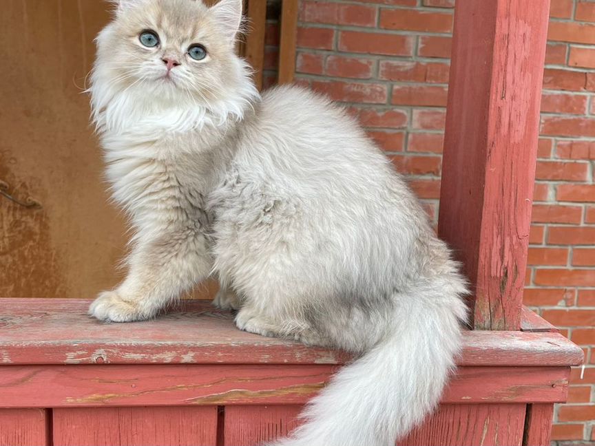 Британский кот