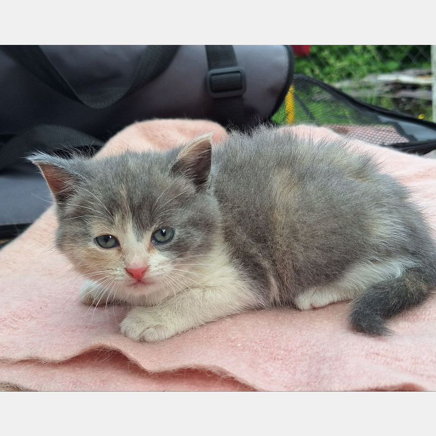 Котенок 1 месяц