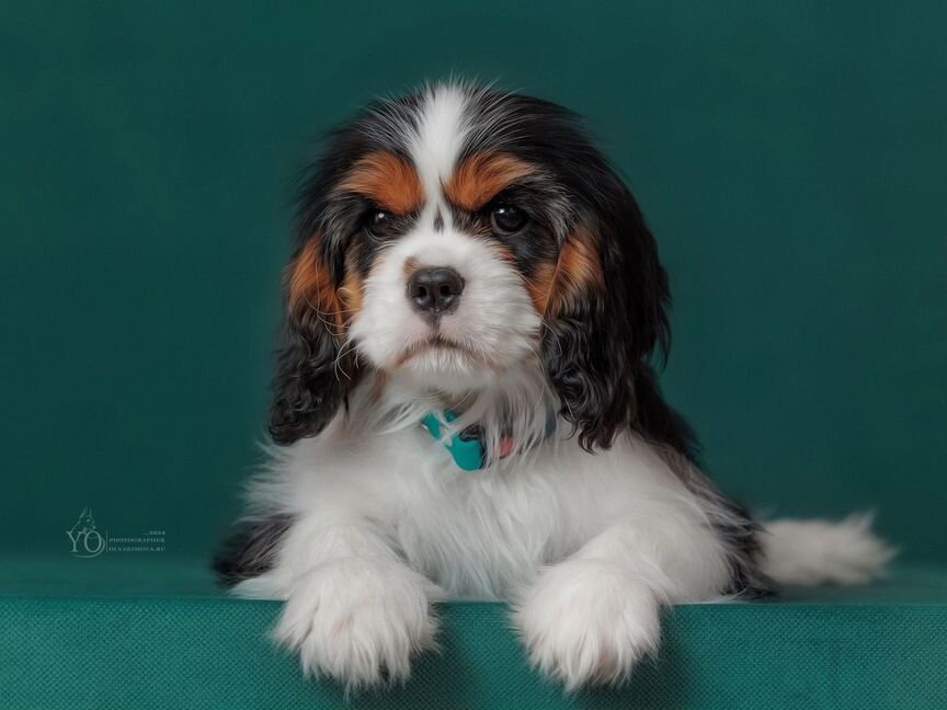 Кавалер кинг чарльз спаниель мальчик