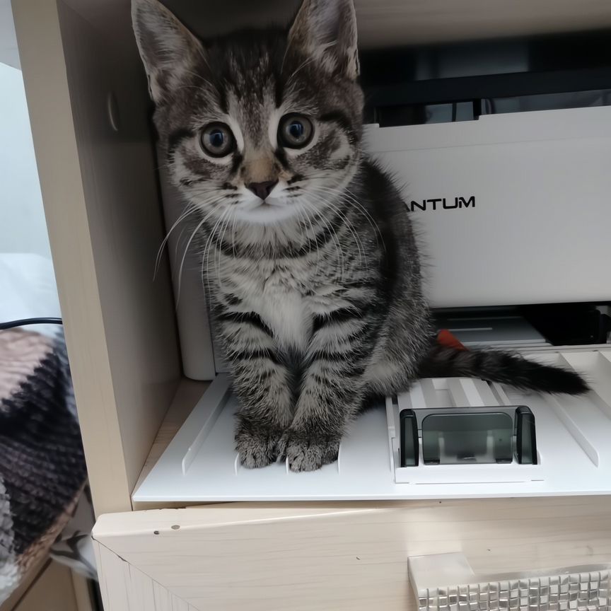 Британский длинношёрстный котёнок