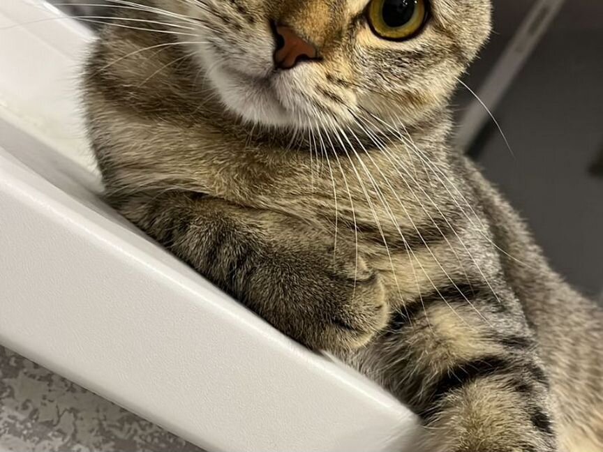 Отдам кота в добрые руки