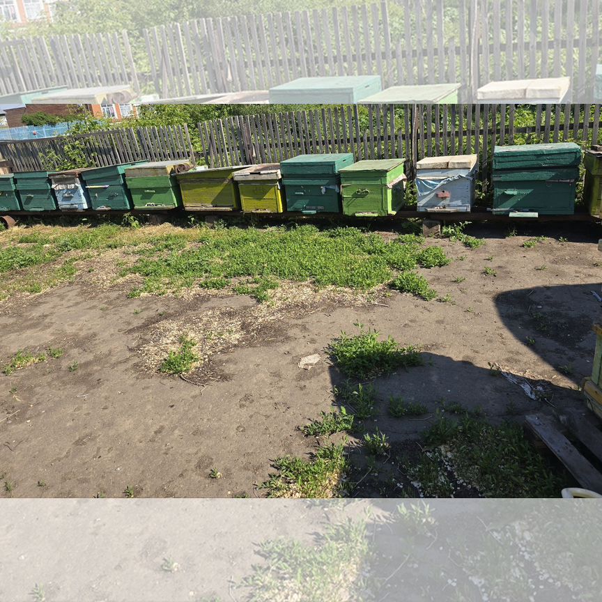 Продам пчёл