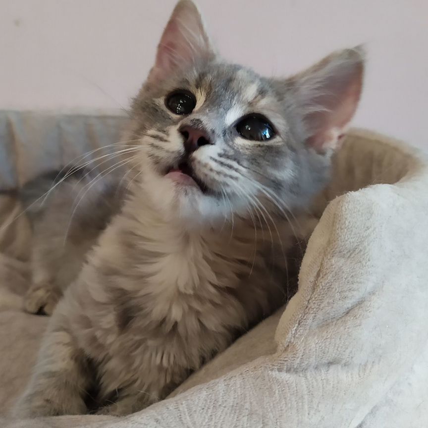 Котёнок в добрые руки