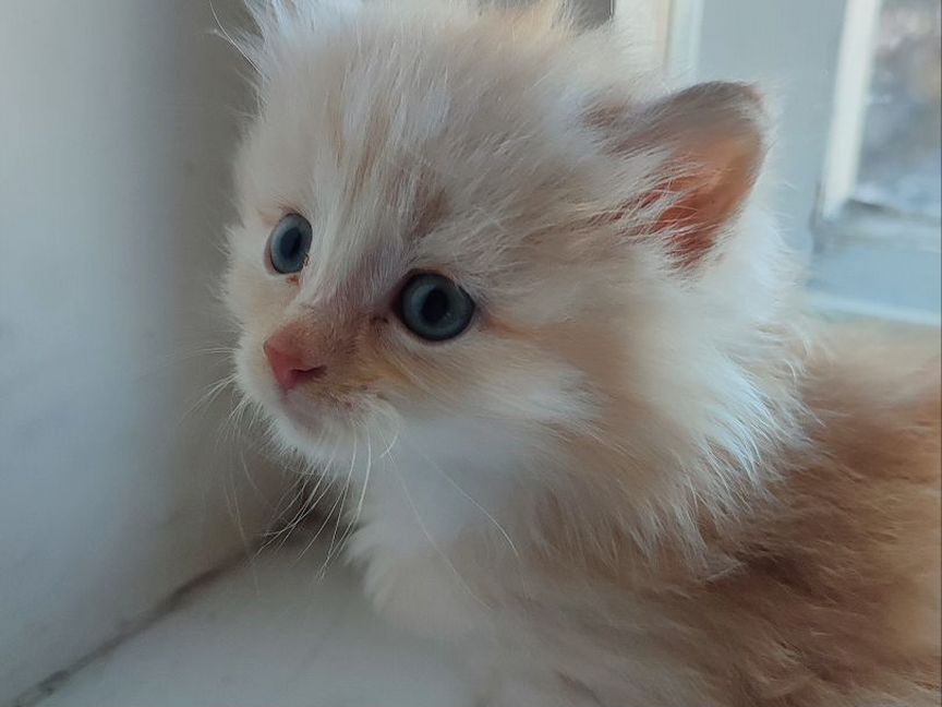 Кошечка