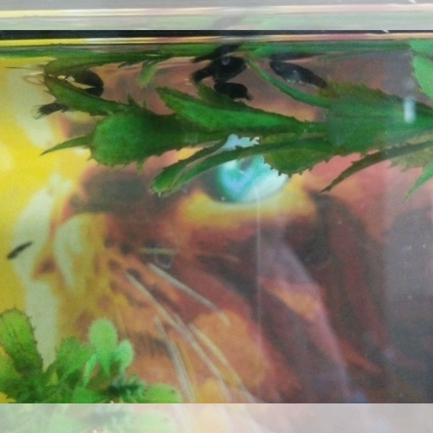 Мальки молинезии