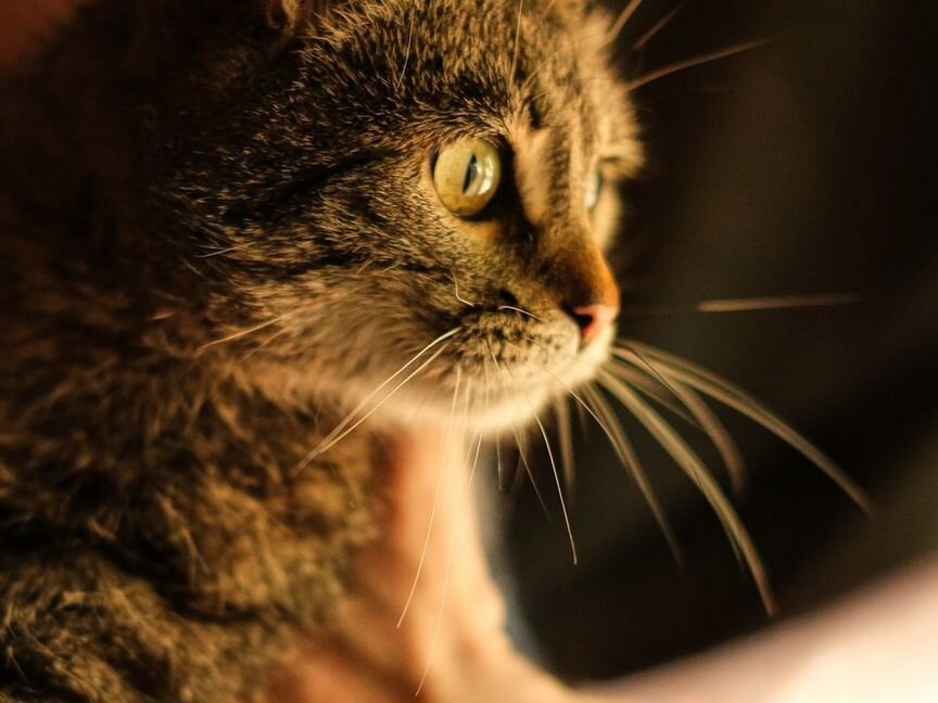 Кошки из приюта