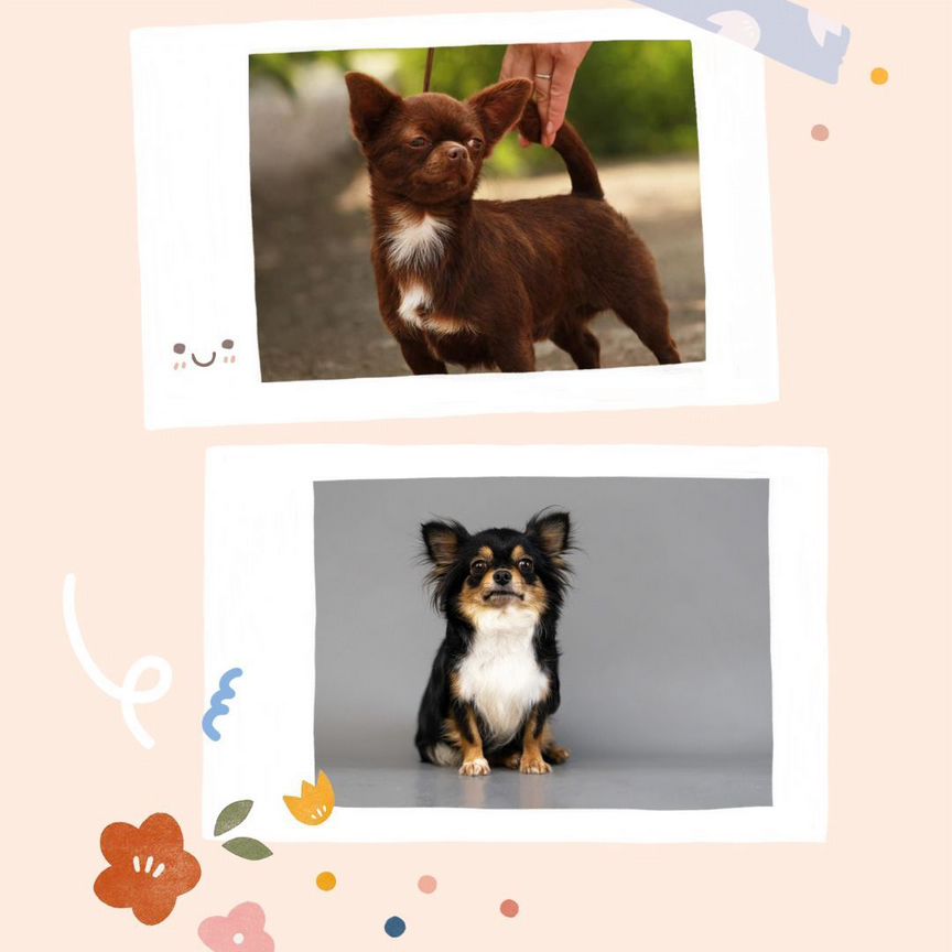 Чихуахуа, щенок