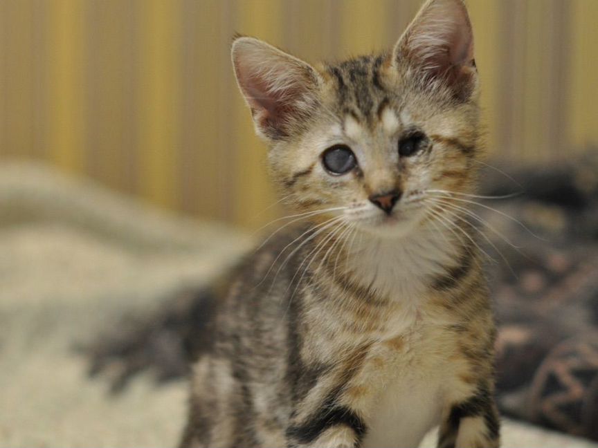 Котенок