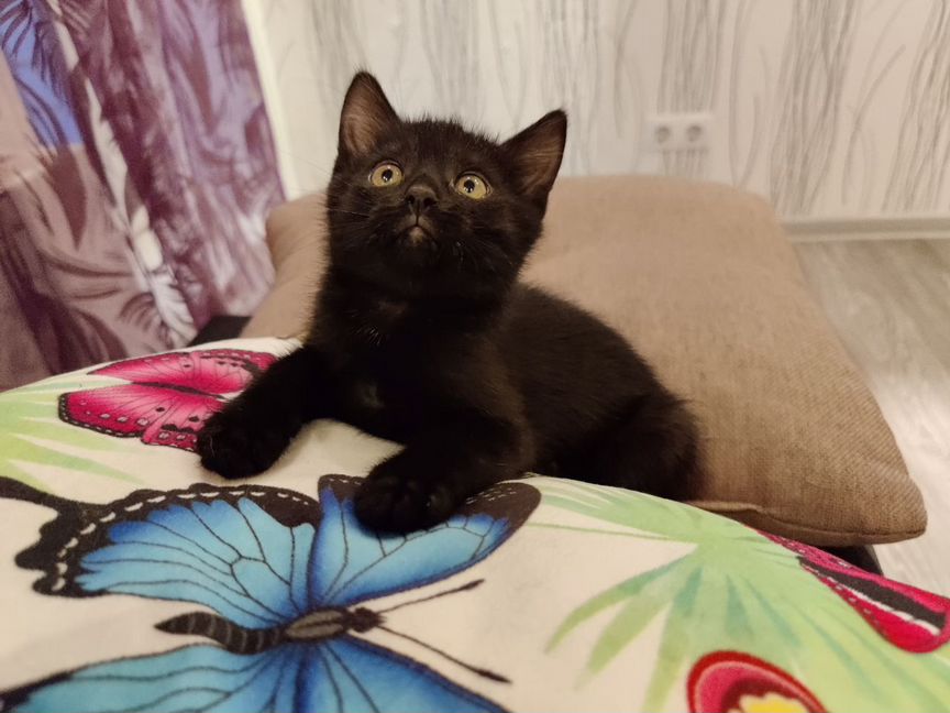 Котенок черненький