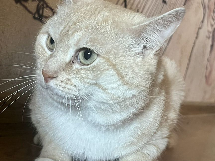 Отдам котика