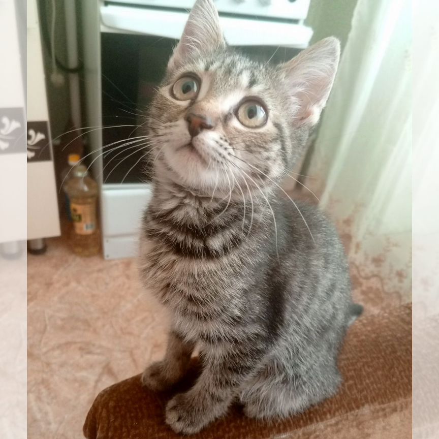 Котёнок в добрые руки