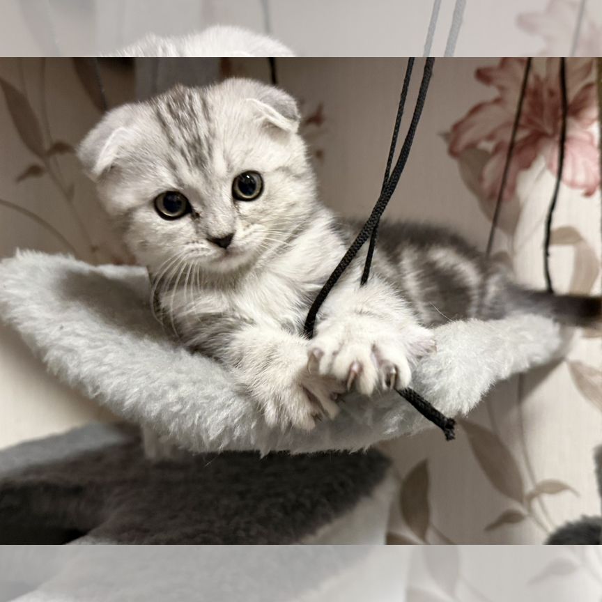 Шотландский вислоухий короткошёрстный котёнок