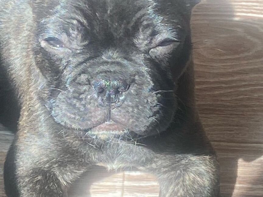 Французский бульдог