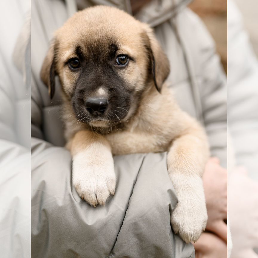 Анатолийская овчарка, щенок