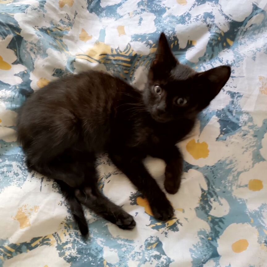 Кошечка шоколадного цвета