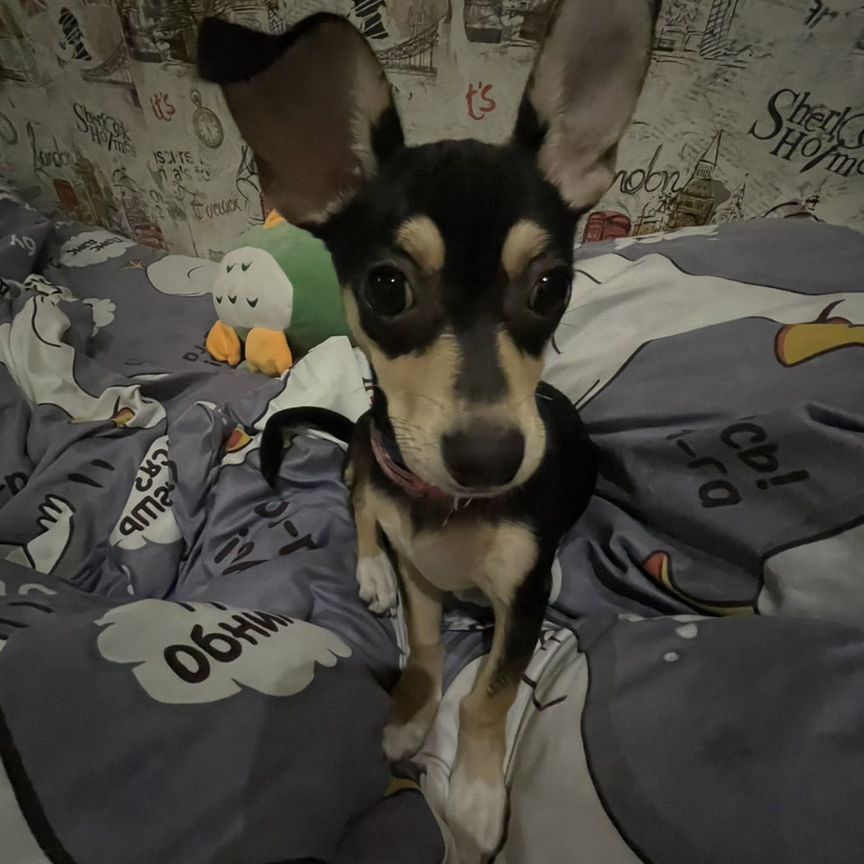 Русский той-терьер, щенок