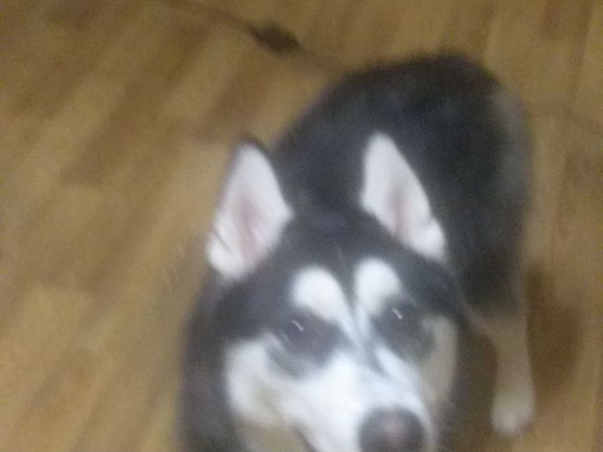 Сибирский хаски