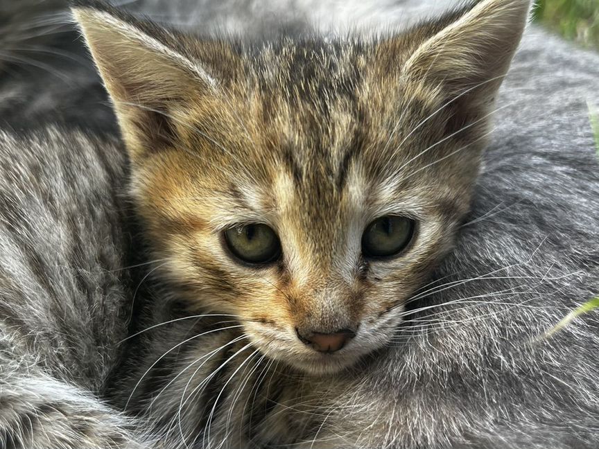 Отдам котенка в добрые руки