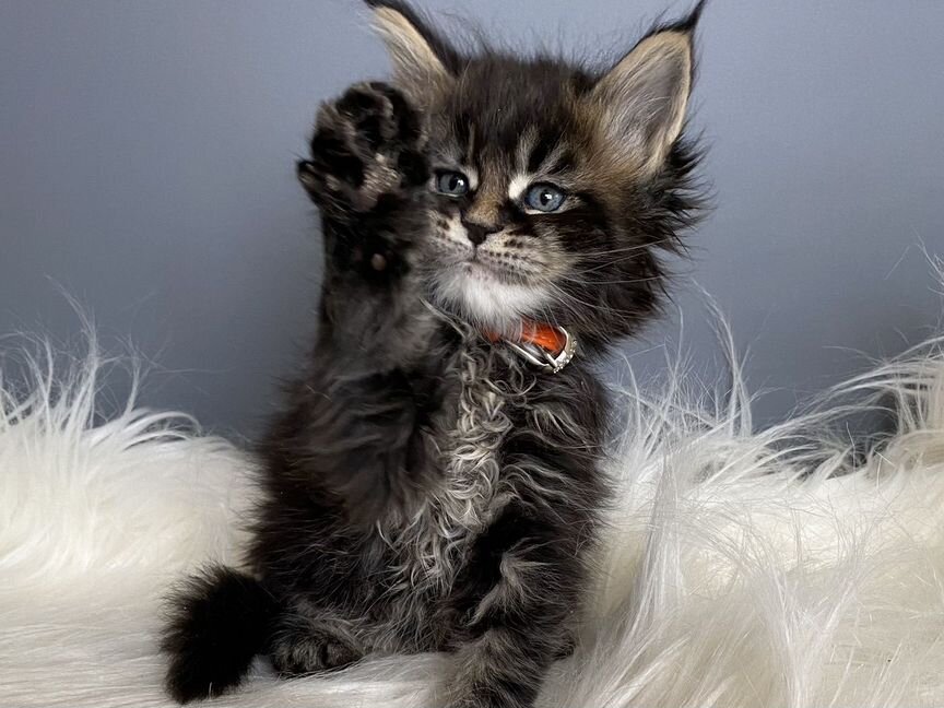 Мейн-кун Джон