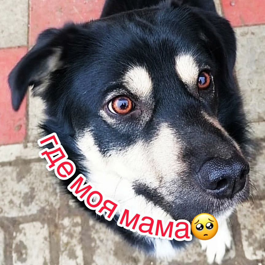 Небольшой пес Боня очень ищет дом