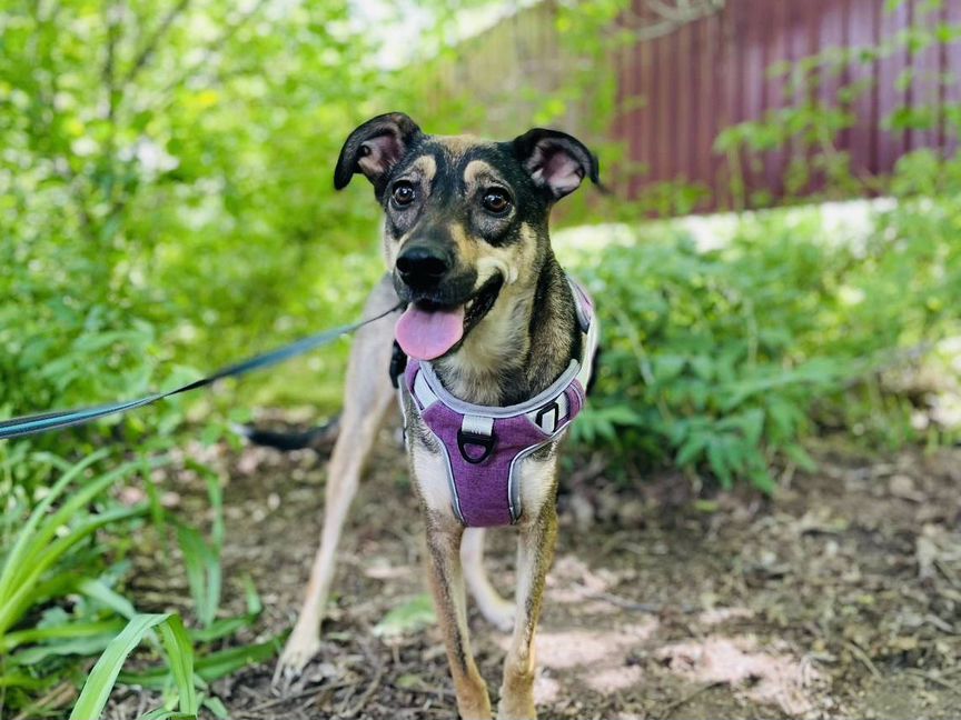 Собака в добрые руки