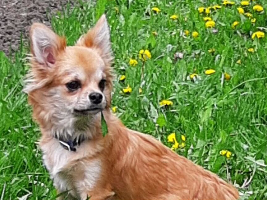 Чих ищет девочку