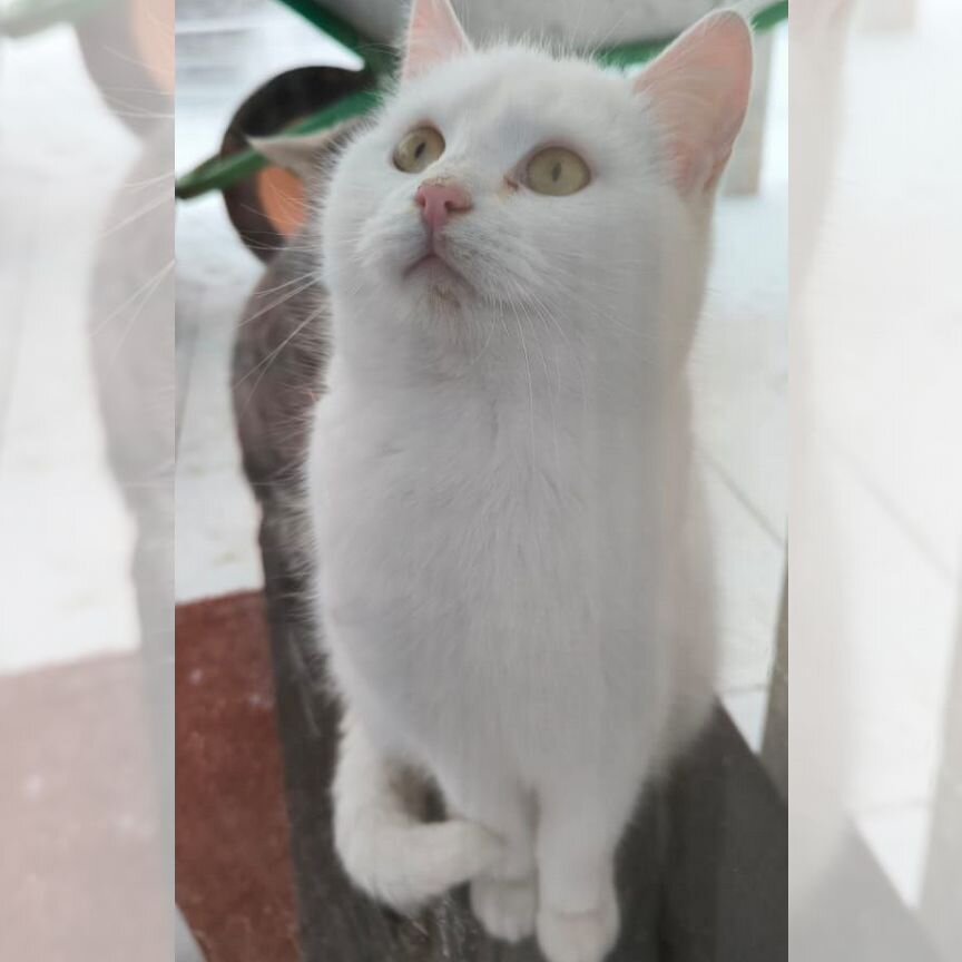 Котёнок от частного владельца