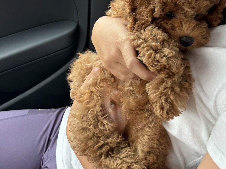 Той-пудель 3 мес, РКФ