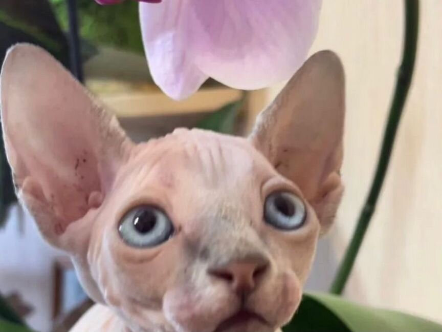 Канадские и Донские сфинксы