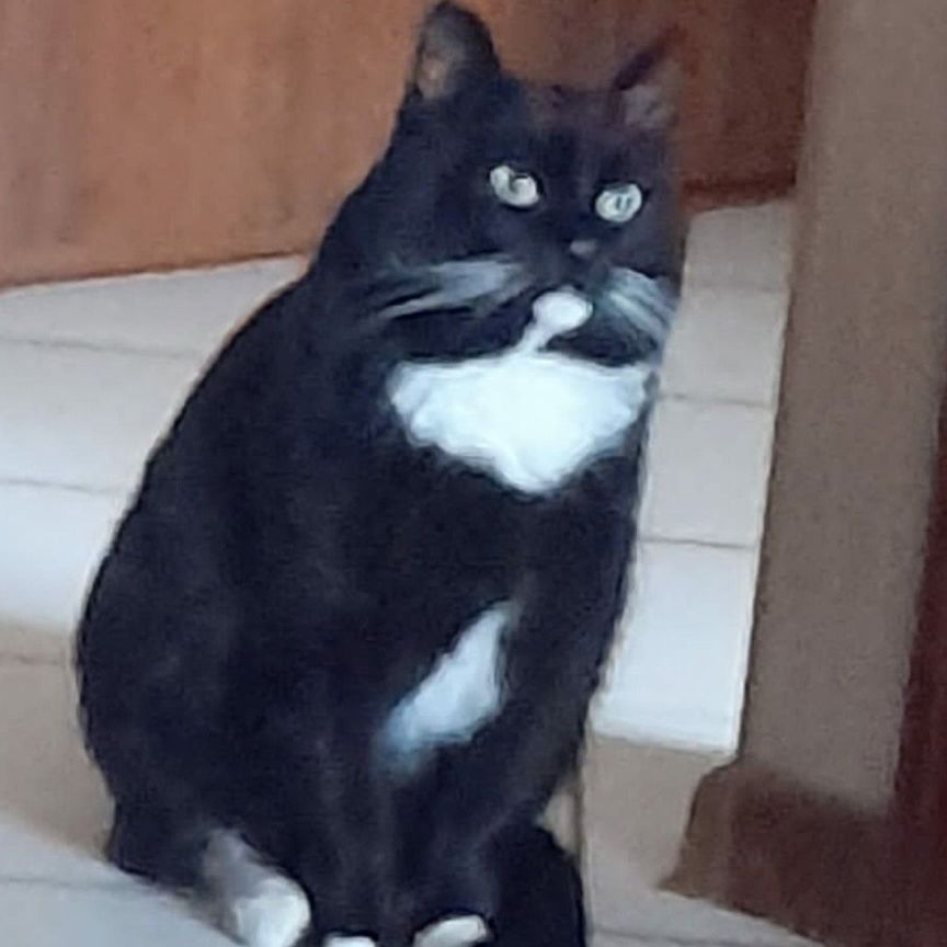 Кошка