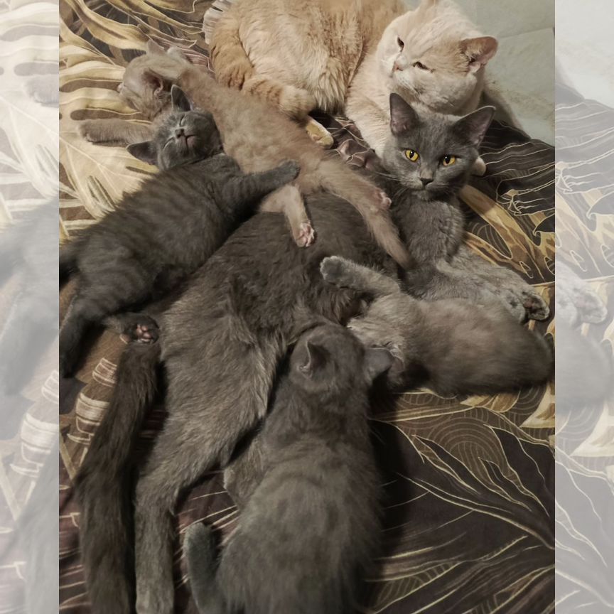 Британские котята