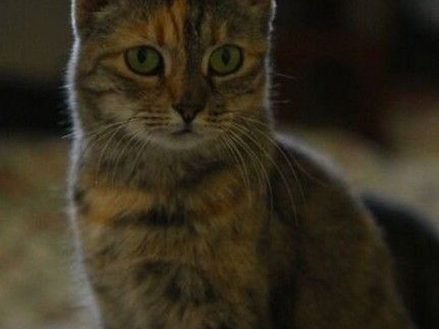 Кошка Пуня