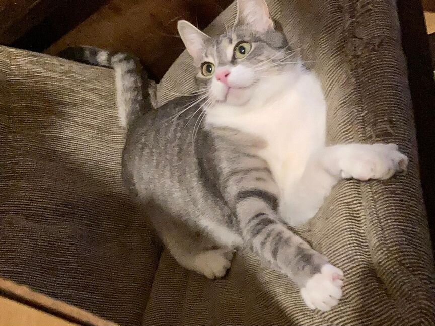 Красавец Сержик в добрые руки