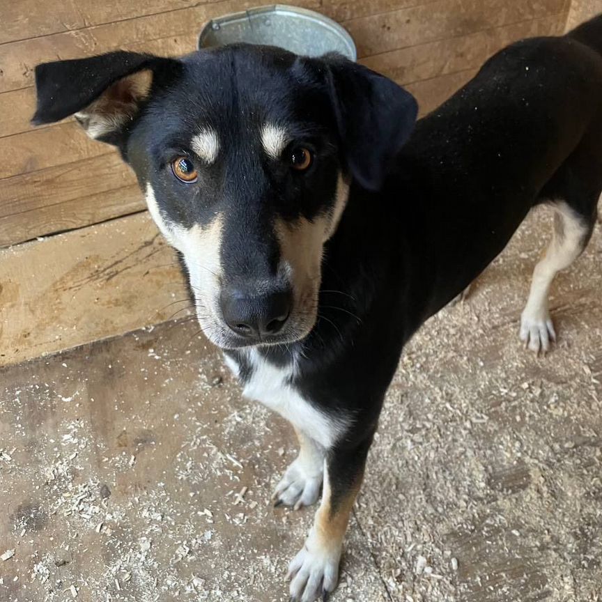 Батон, милый пес ждет помощи, ждет тебя