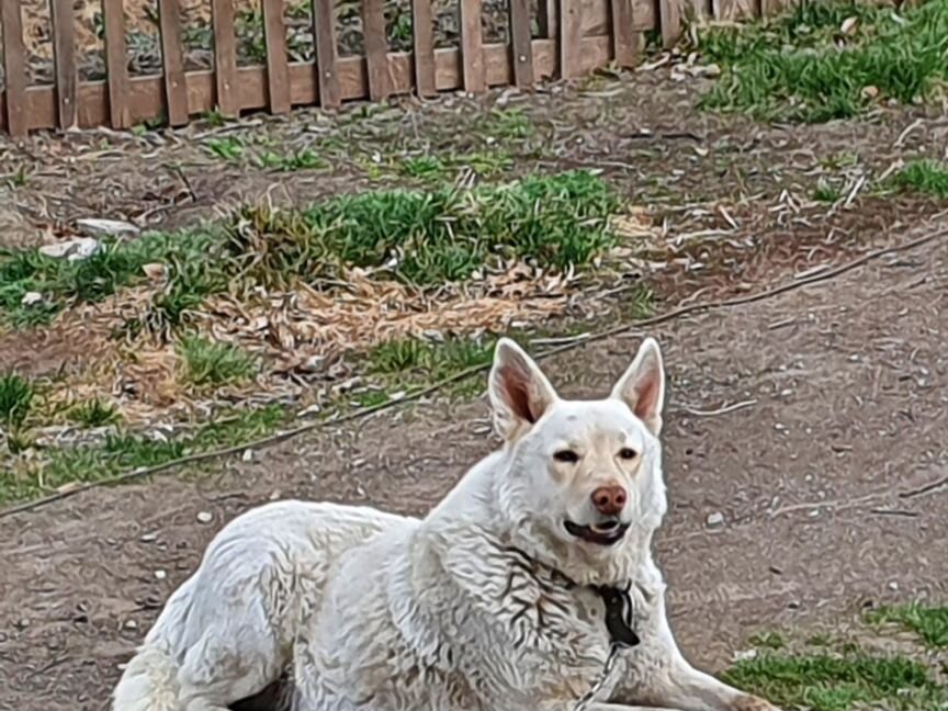 Швейцарская овчарка