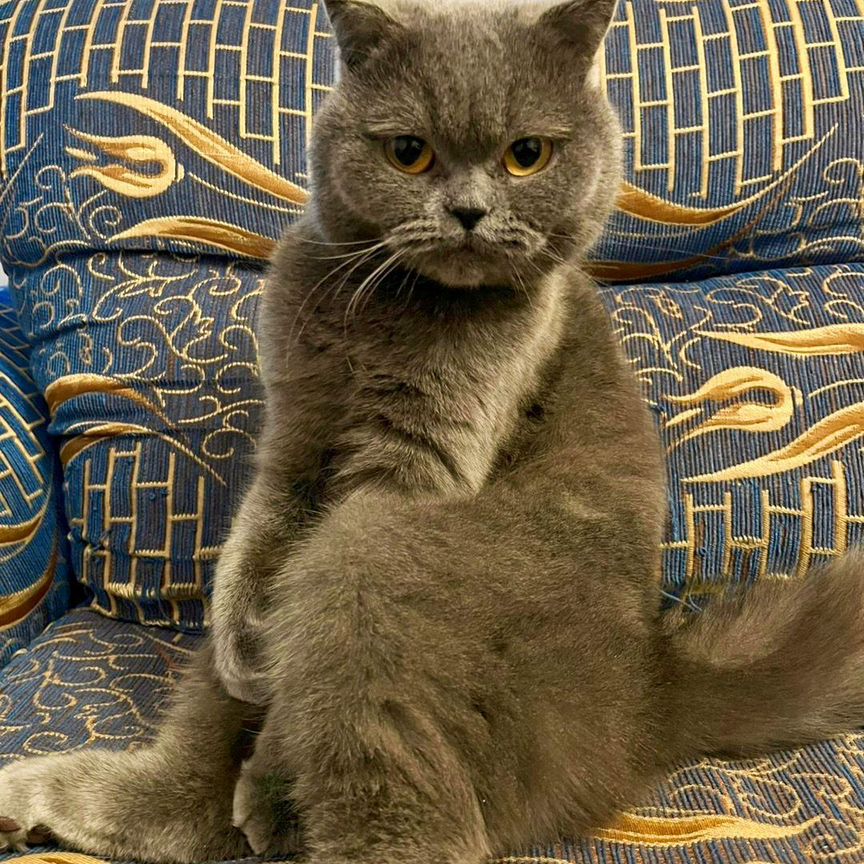 Домашние животные кот