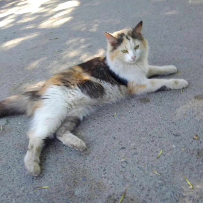 Кошка