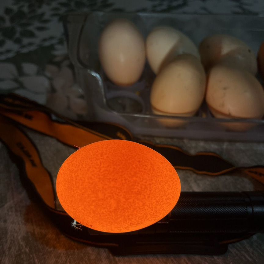 Яйцо инкубационное