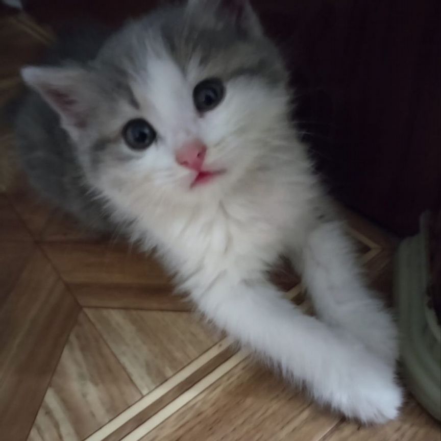 Котёнок в добрые руки