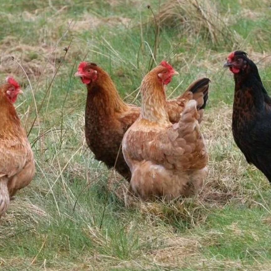 Куры несушки